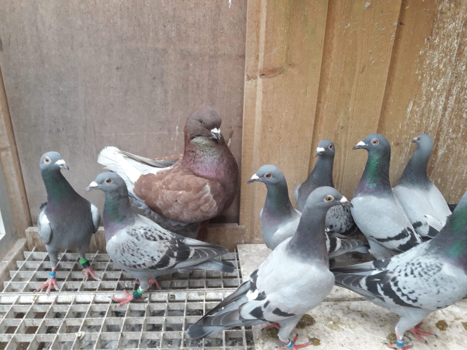 16-08-2021 Binnen komen. – Wim Willemsen – Hengelo (Ov.)