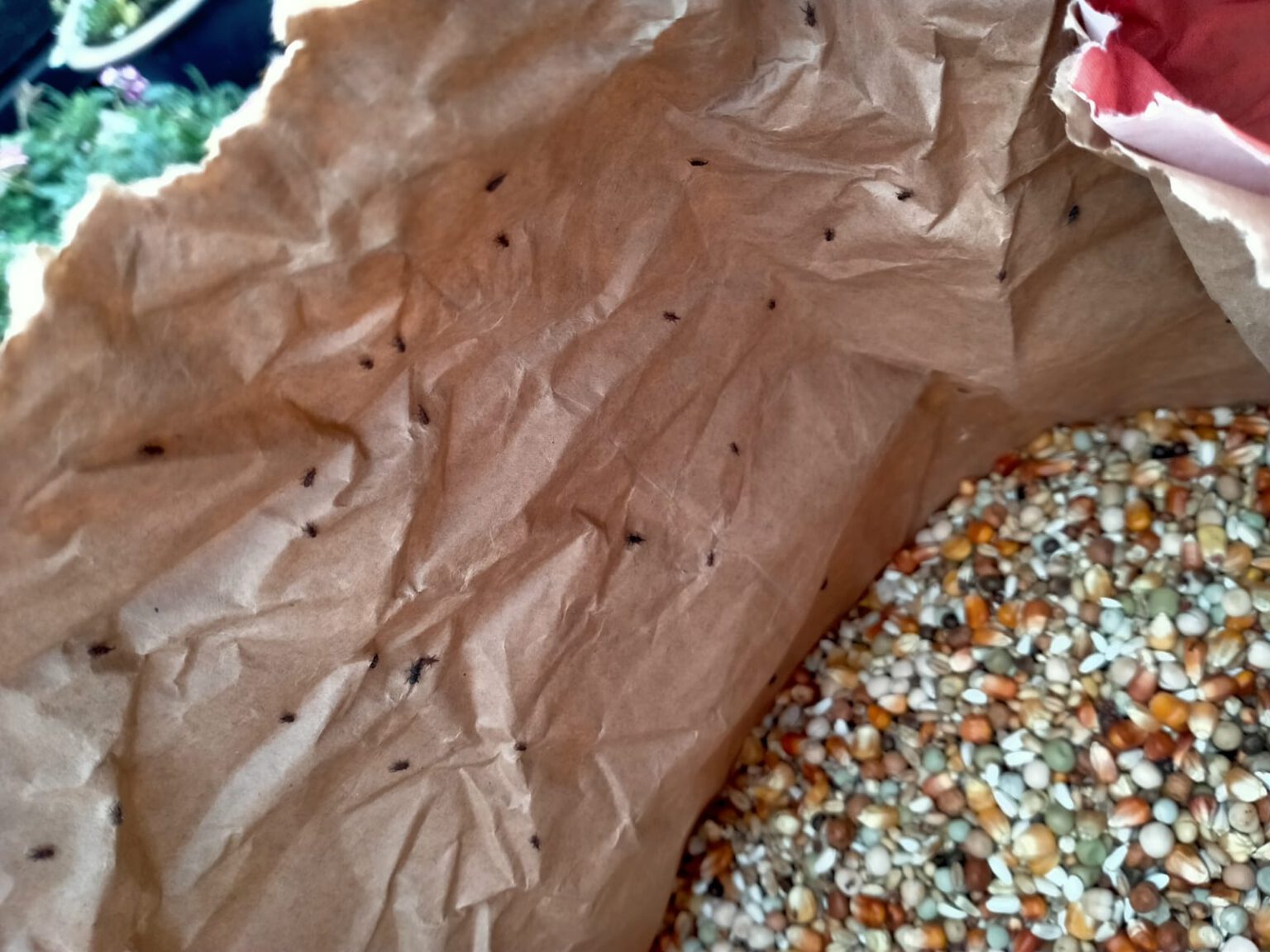 17-10-2024 Beestjes in het voer. – Wim Willemsen – Hengelo (Ov.)