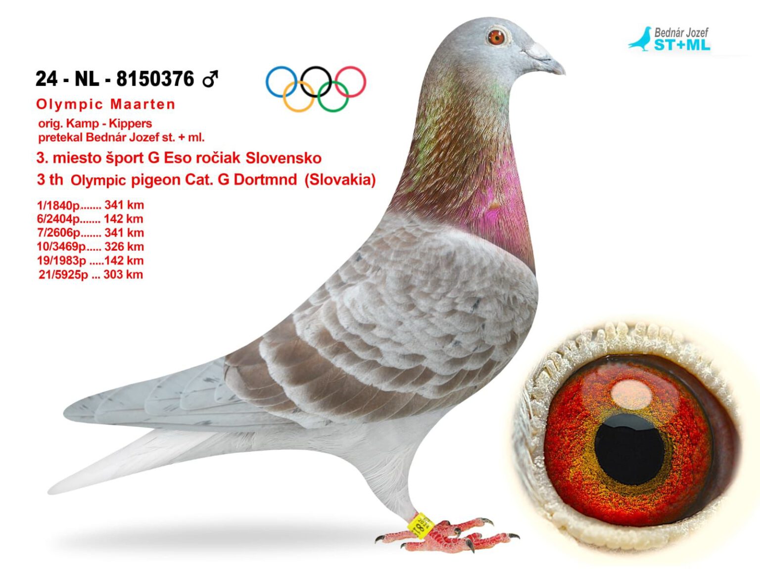 16-01-2026 Olympiad Pigeons – Wim Willemsen – Hengelo (Ov.)